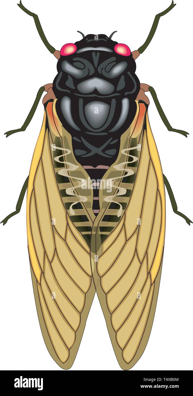 Cicada Vector Vector Illustration Stock Vector Image & Art - Alamy