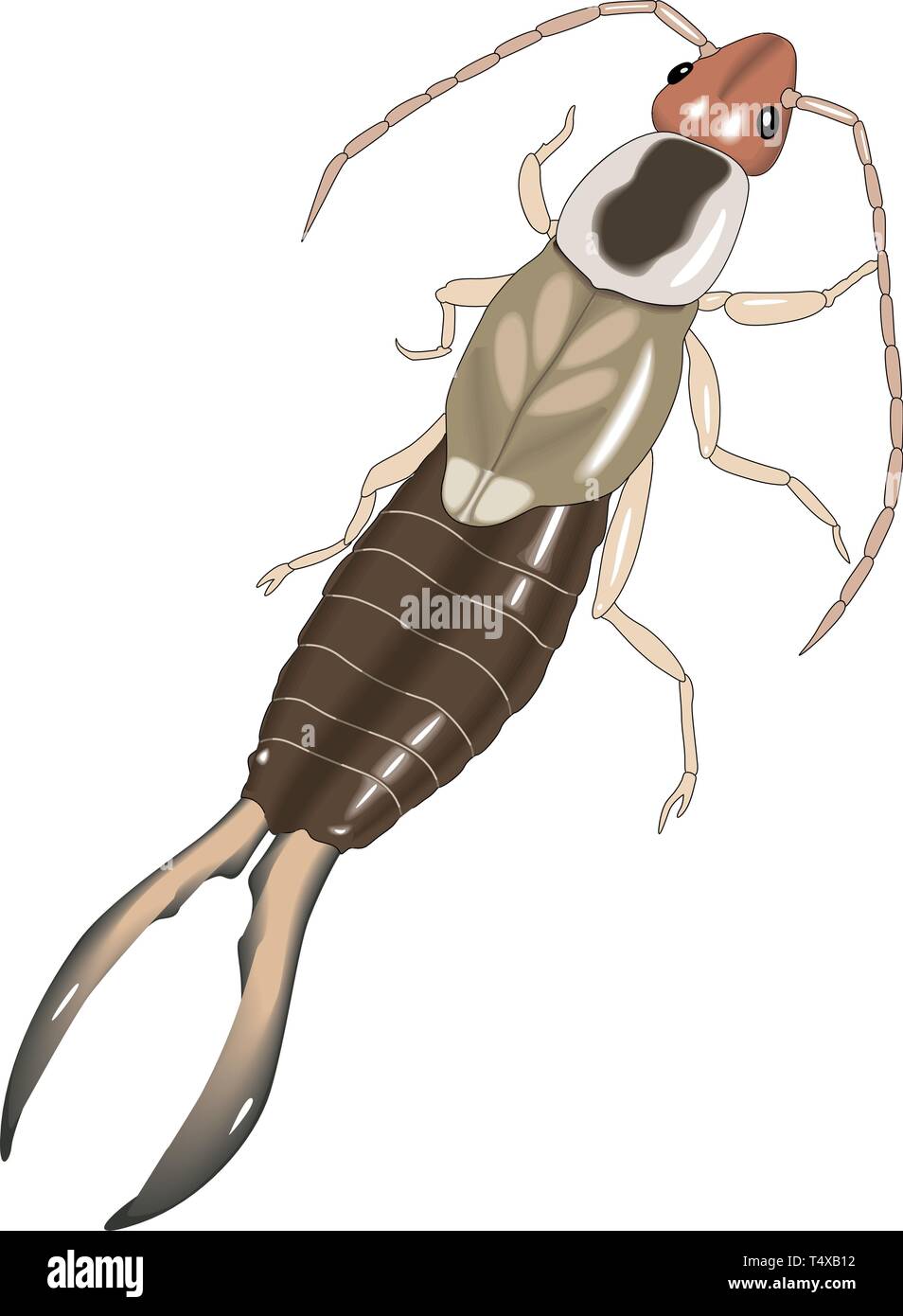 Earwig Vector Illustration Stock Vector Image & Art - Alamy