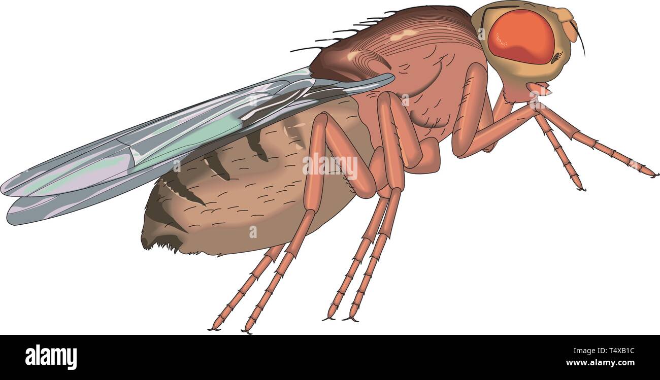 Fruit fly Stock Vector Images - Alamy