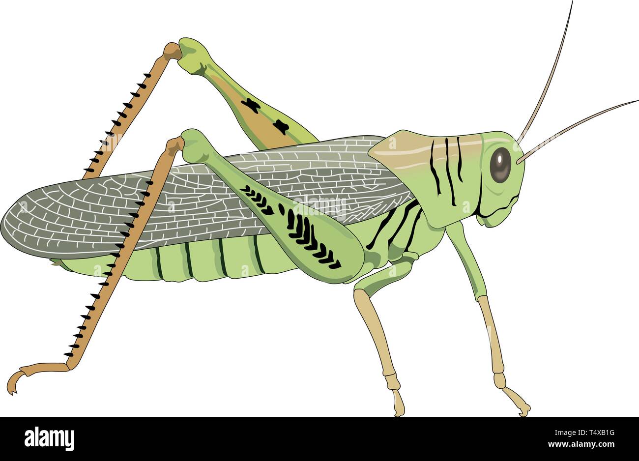 Grasshopper Vector Illustration Stock Vector Image & Art - Alamy