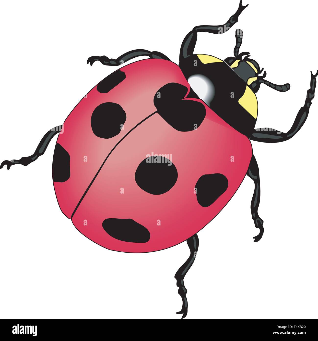 Ladybug Vector Illustration Stock Vector Image & Art - Alamy