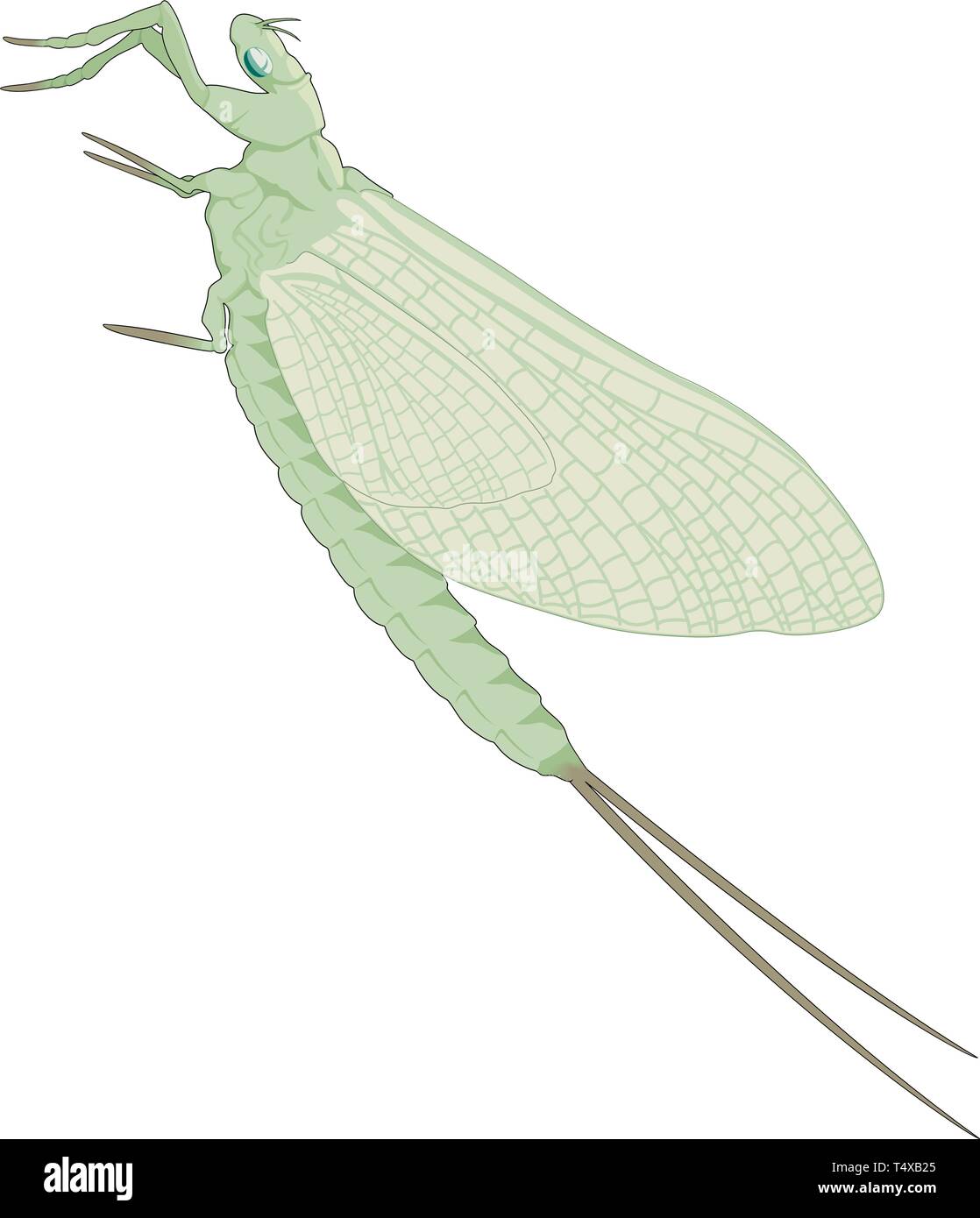 The mayfly Stock Vector Images - Alamy