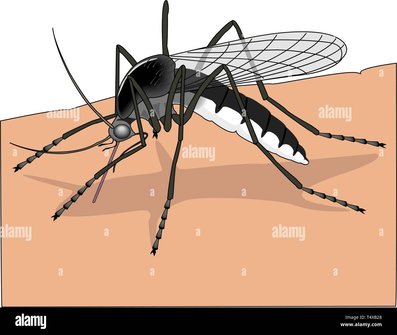 Mosquito illustration Stock Vector Images - Alamy