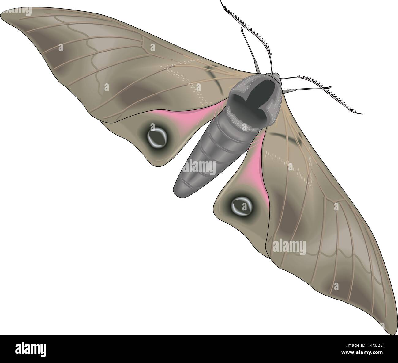 Moth sphinx Stock Vector Images - Alamy