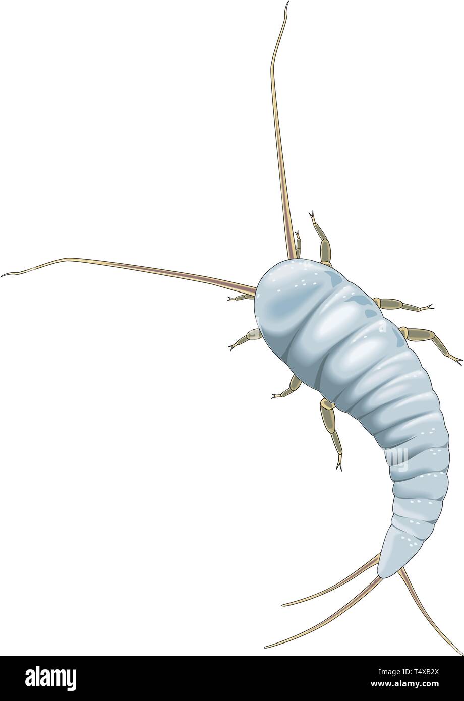 Silverfish Vector Illustration Stock Vector Image & Art - Alamy