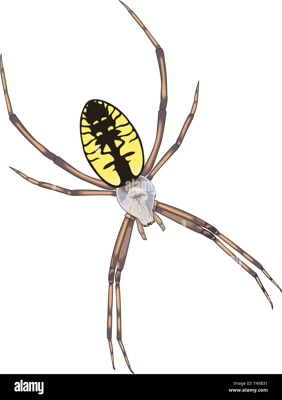 Golden spiders Cut Out Stock Images & Pictures - Alamy