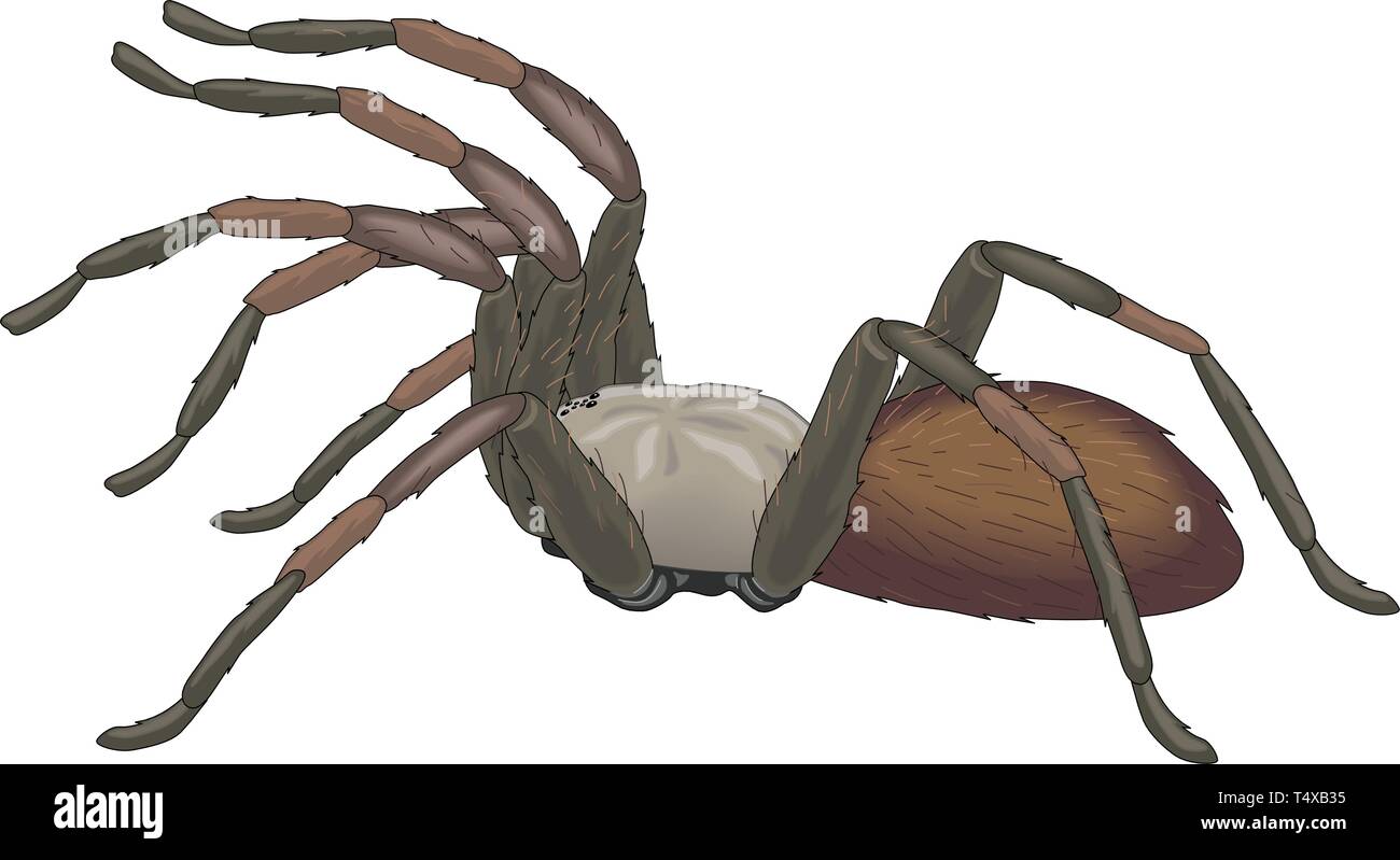 Tarantula Spider Vector Illustration Stock Vector Image & Art - Alamy