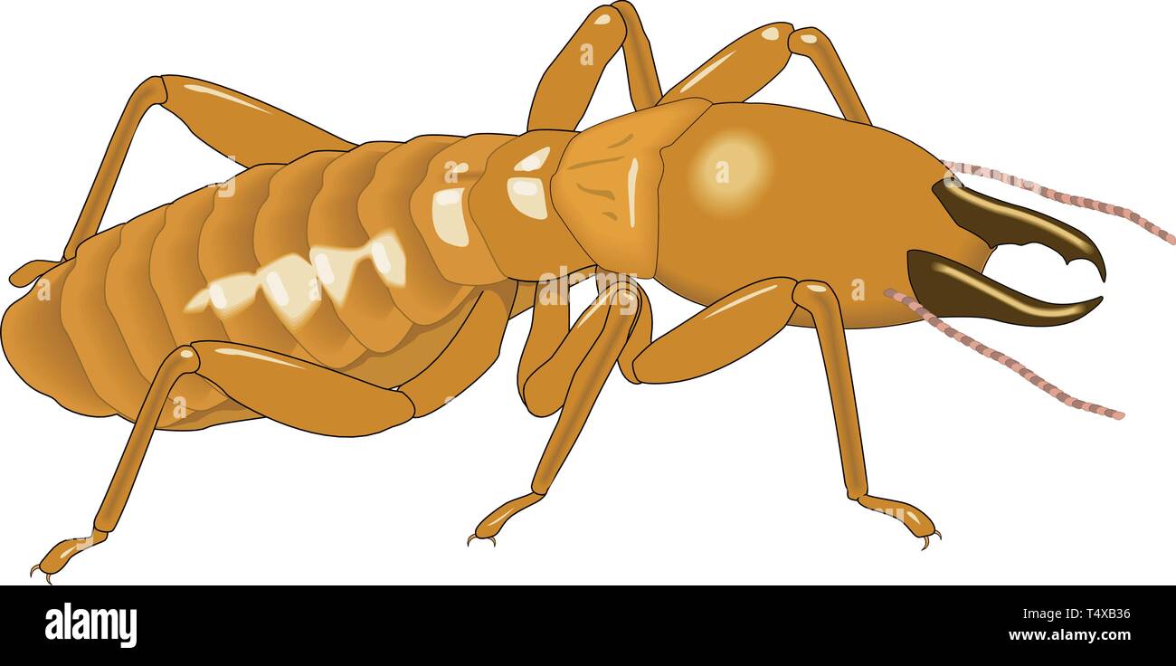 Termite Vector Illustration Stock Vector Image & Art - Alamy