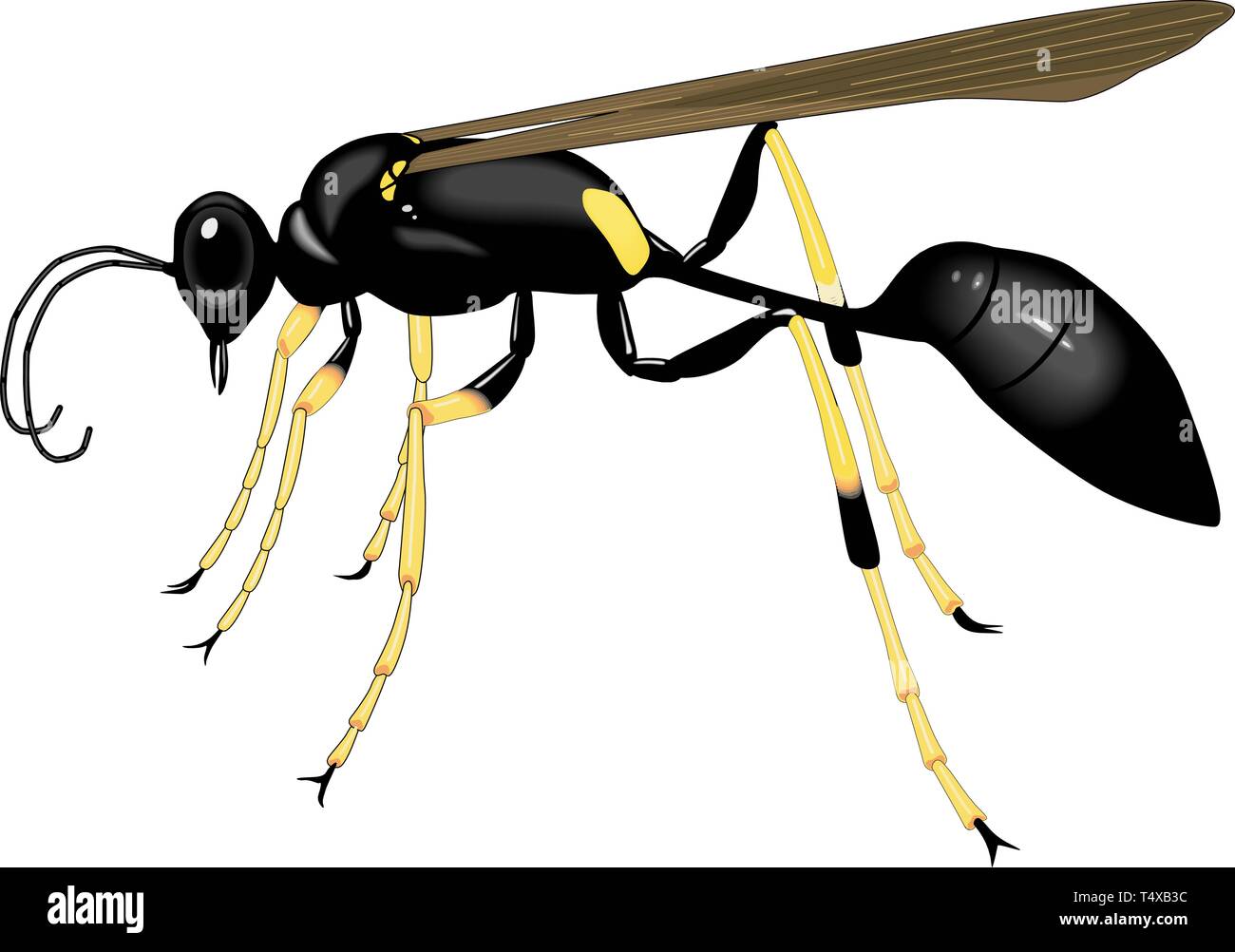 Black and yellow mud dauber wasp Stock Vector Images - Alamy