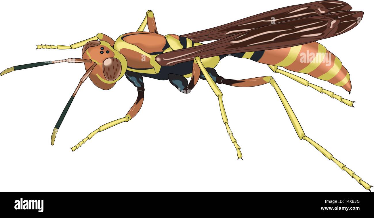 Wasp Vector Illustration Stock Vector Image & Art - Alamy