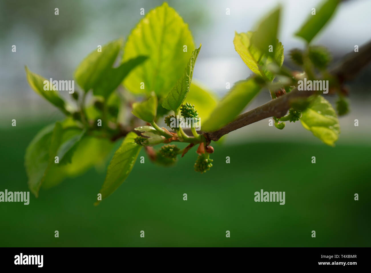 Close up of mulberries growing on mulberry tree branch, mulberries ...