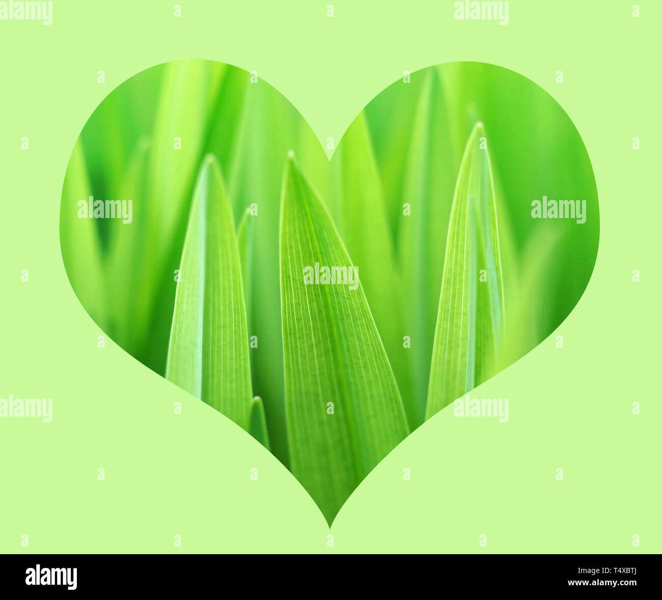 Healthy love leaf symbol hi-res stock photography and images - Alamy