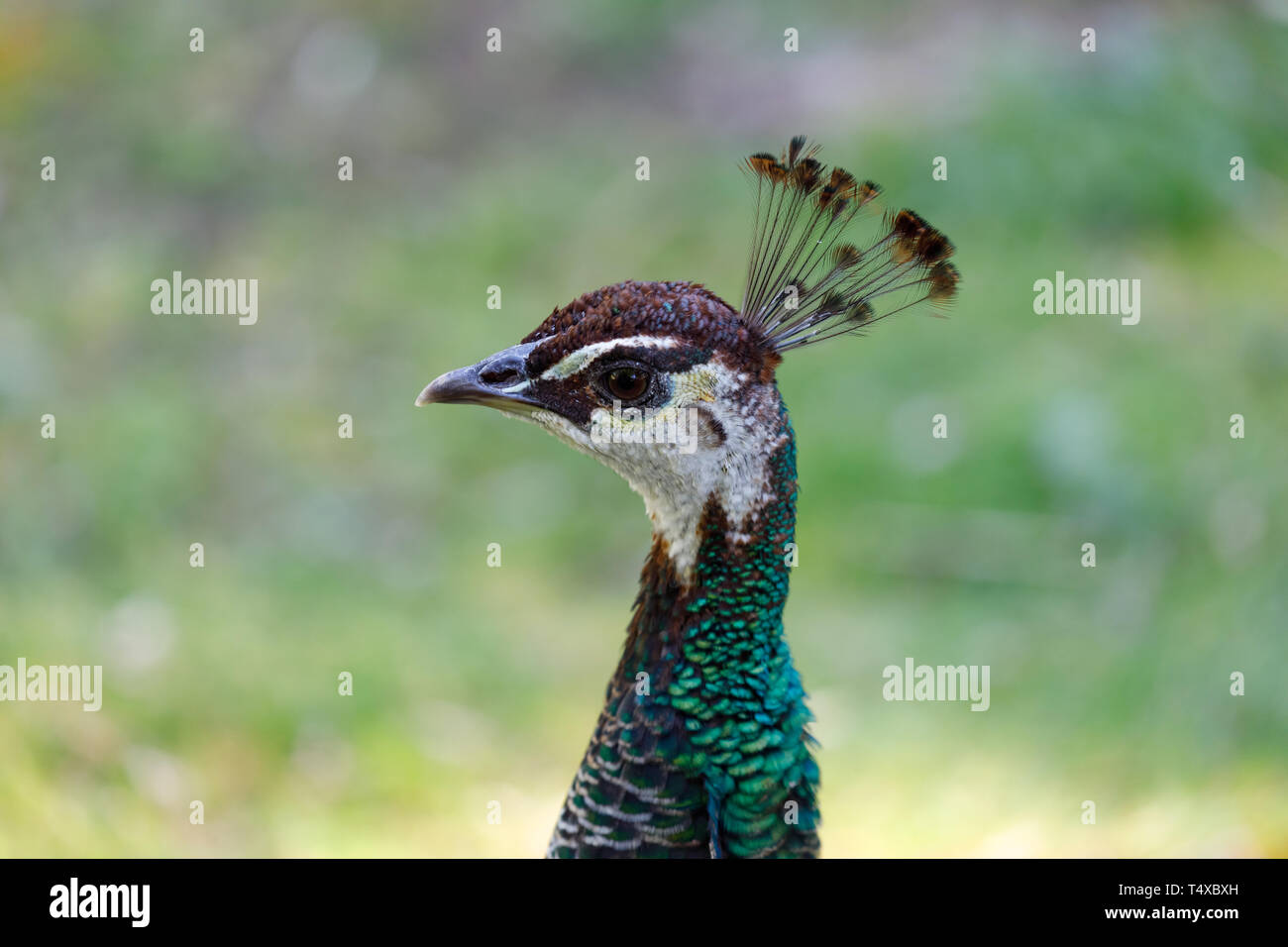 Amazing portrait of a peacock with a beautiful color Stock Photo - Alamy