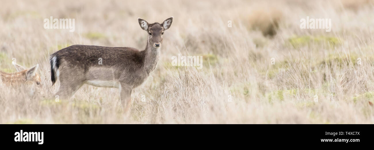 Baby deer watching Stock Photo - Alamy