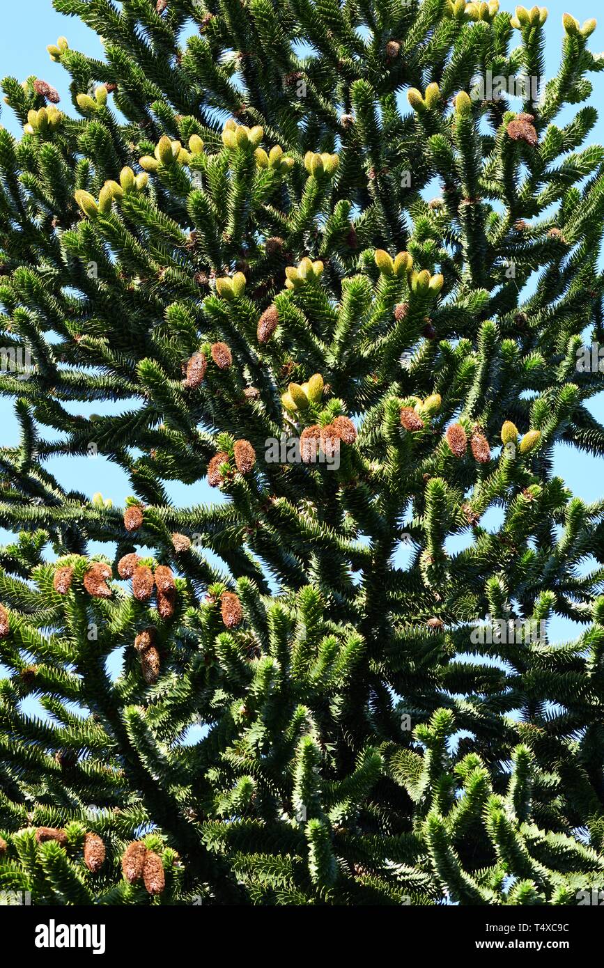 Monkey Puzzle Tree with cones Stock Photo - Alamy