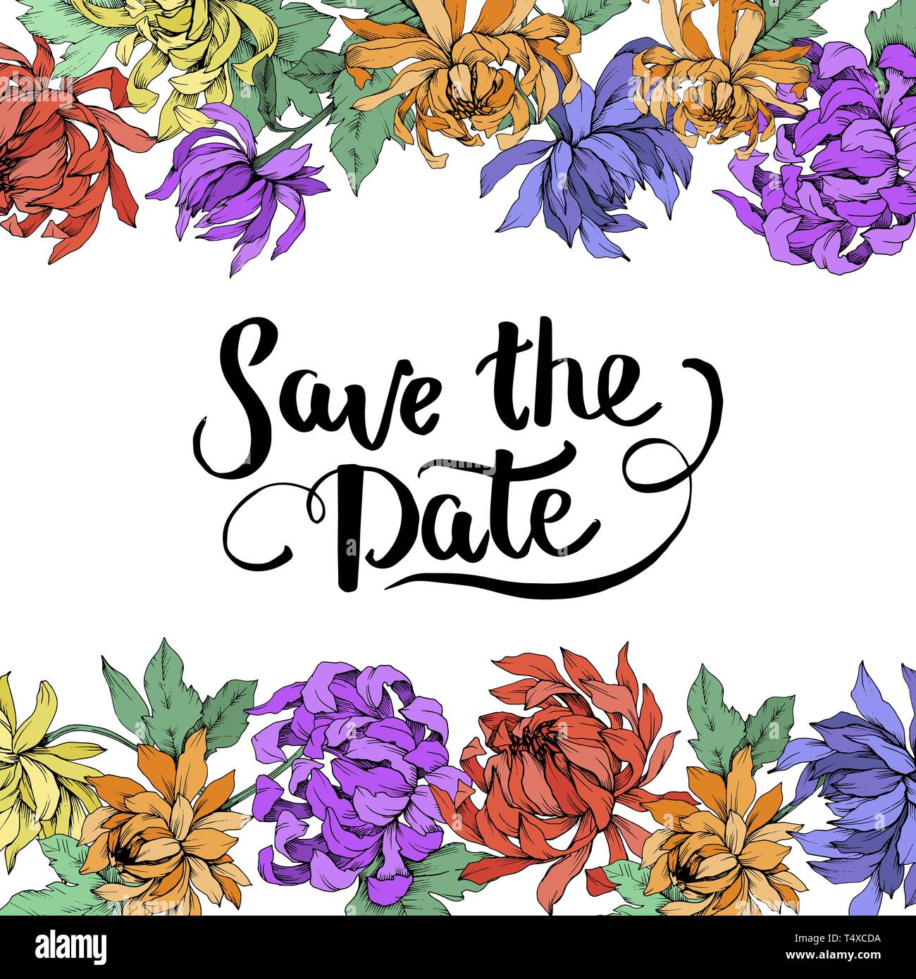 Vector Chrysanthemum floral botanical flowers. Engraved ink art. Frame ...