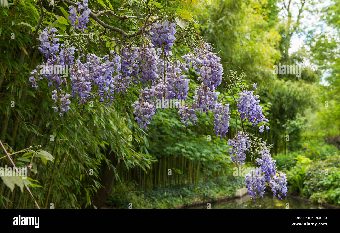 GIVERNY, FRANCE, MAY 21, 2015 : impressionists gardens and ponds of ...