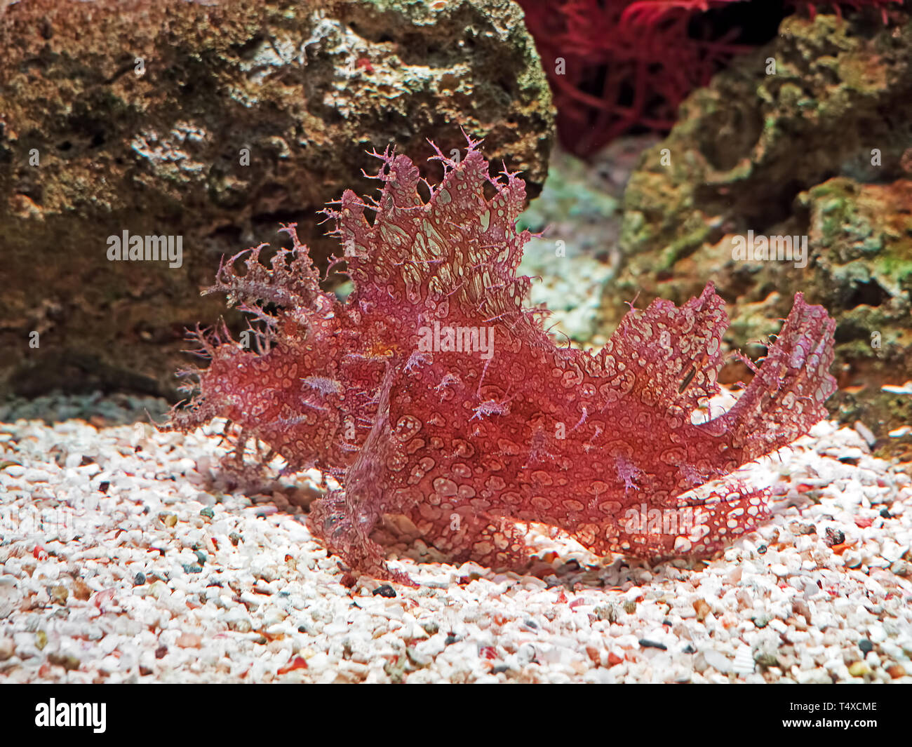 Closeup Weedy Scorpionfish or Rhinopias frondosa on Nature Background ...