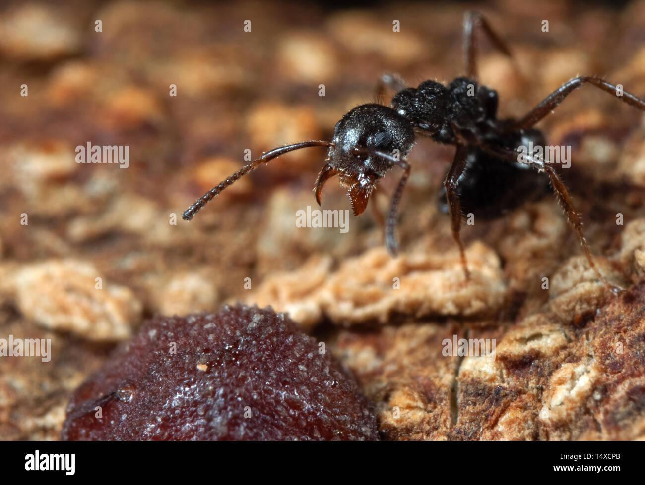 Macro Photography of Aggressive Black Garden Ant with Scale Insect on ...