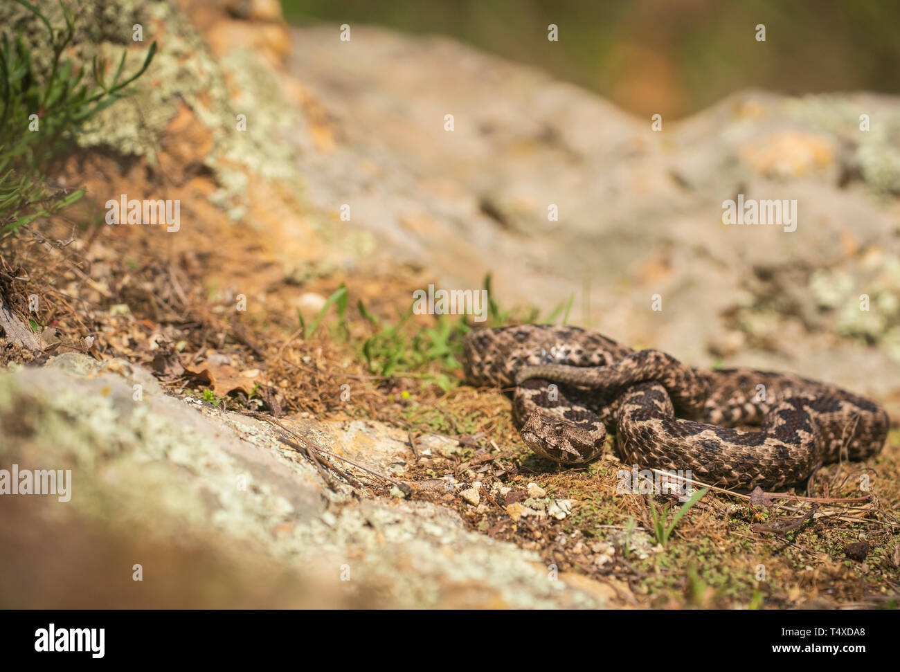 Horn nosed Viper,Vipera ammodytes, on sunny spring day in the Kresna ...