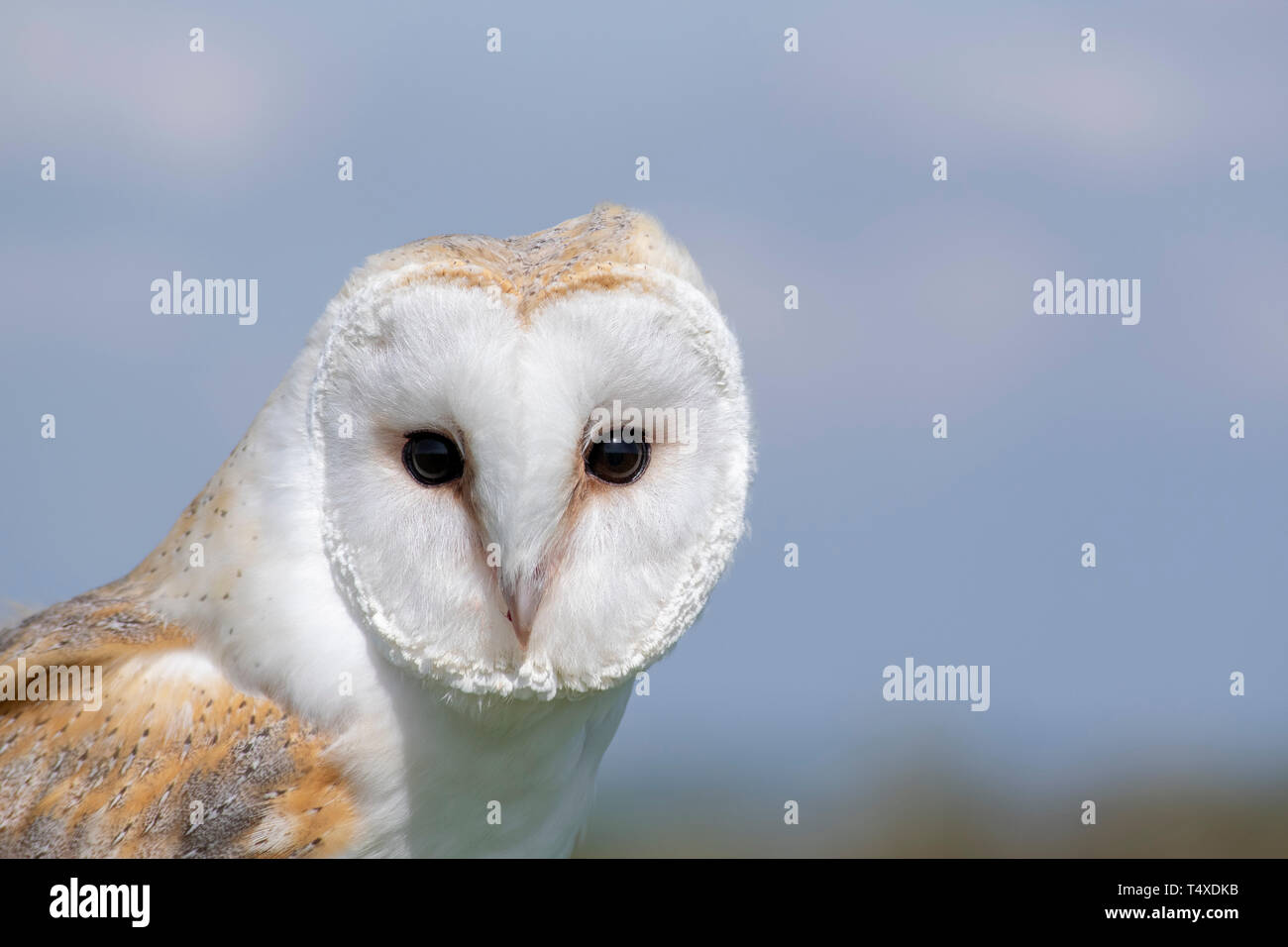 Barn Owl Portrait Stock Photo - Alamy