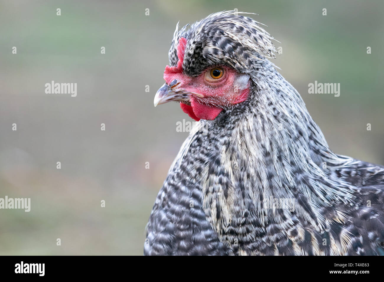 Chicken profile hi-res stock photography and images - Alamy