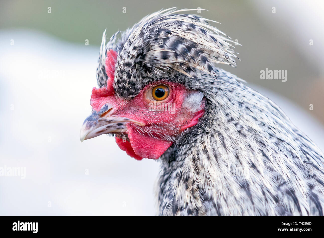 Speckled plumage hi-res stock photography and images - Alamy