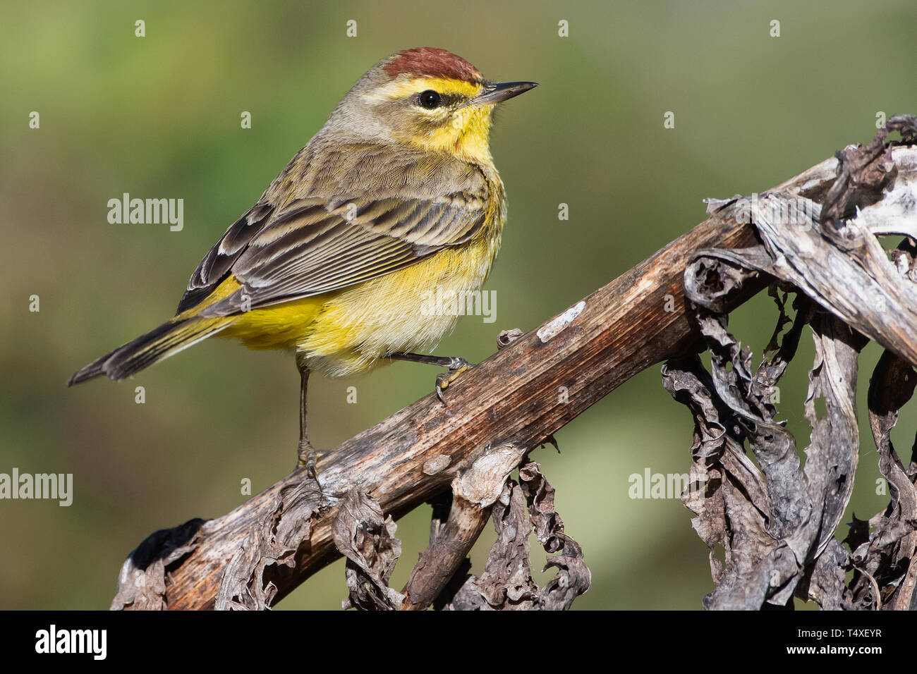 Palm warbler in spring breeding plumage Stock Photo - Alamy