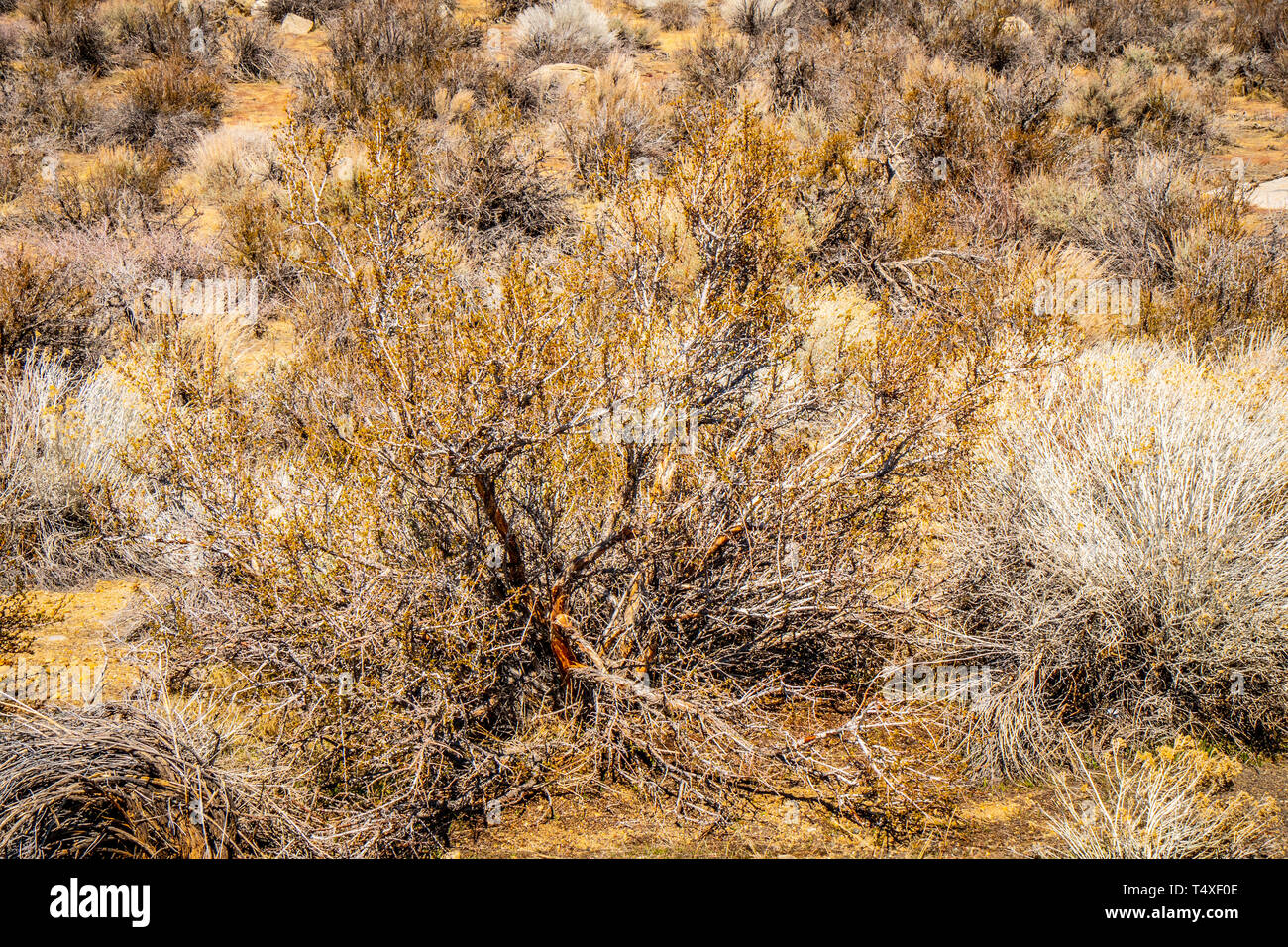 Vegetation in the Sierra Nevada Stock Photo - Alamy