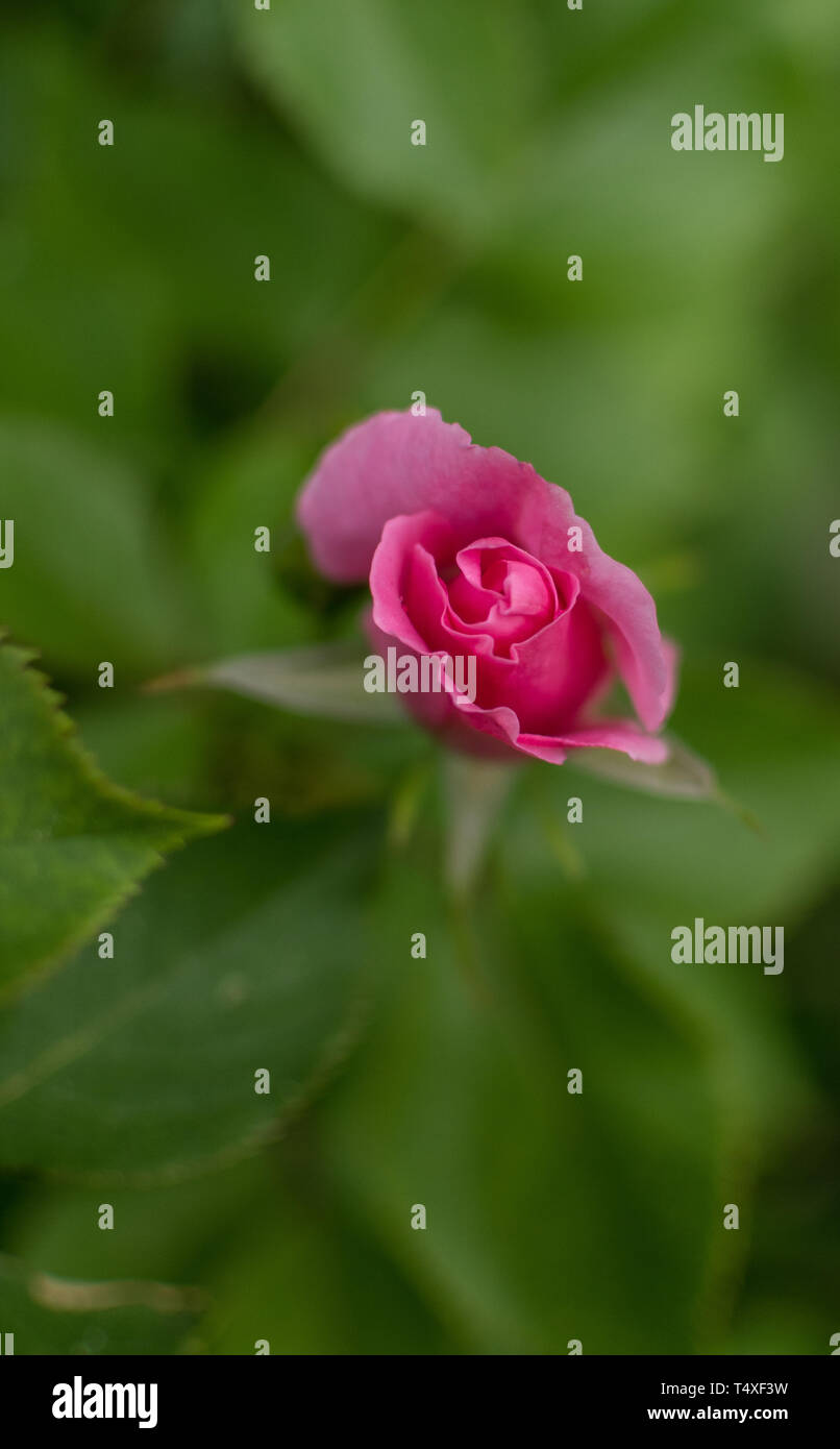 Single pink flowers from the rose garden Stock Photo - Alamy