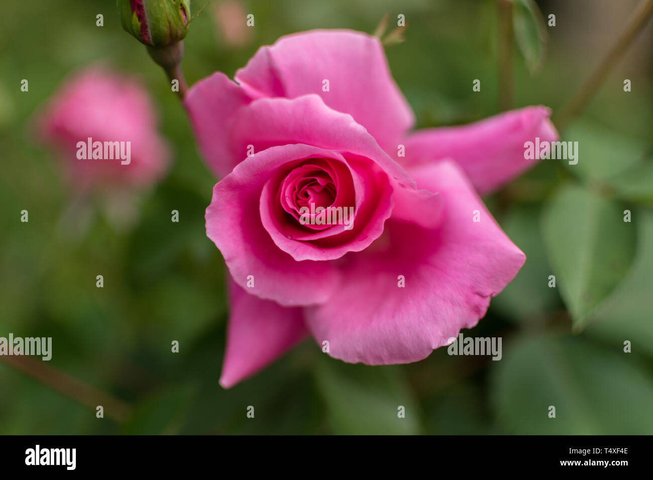 Single pink flowers from the rose garden Stock Photo - Alamy