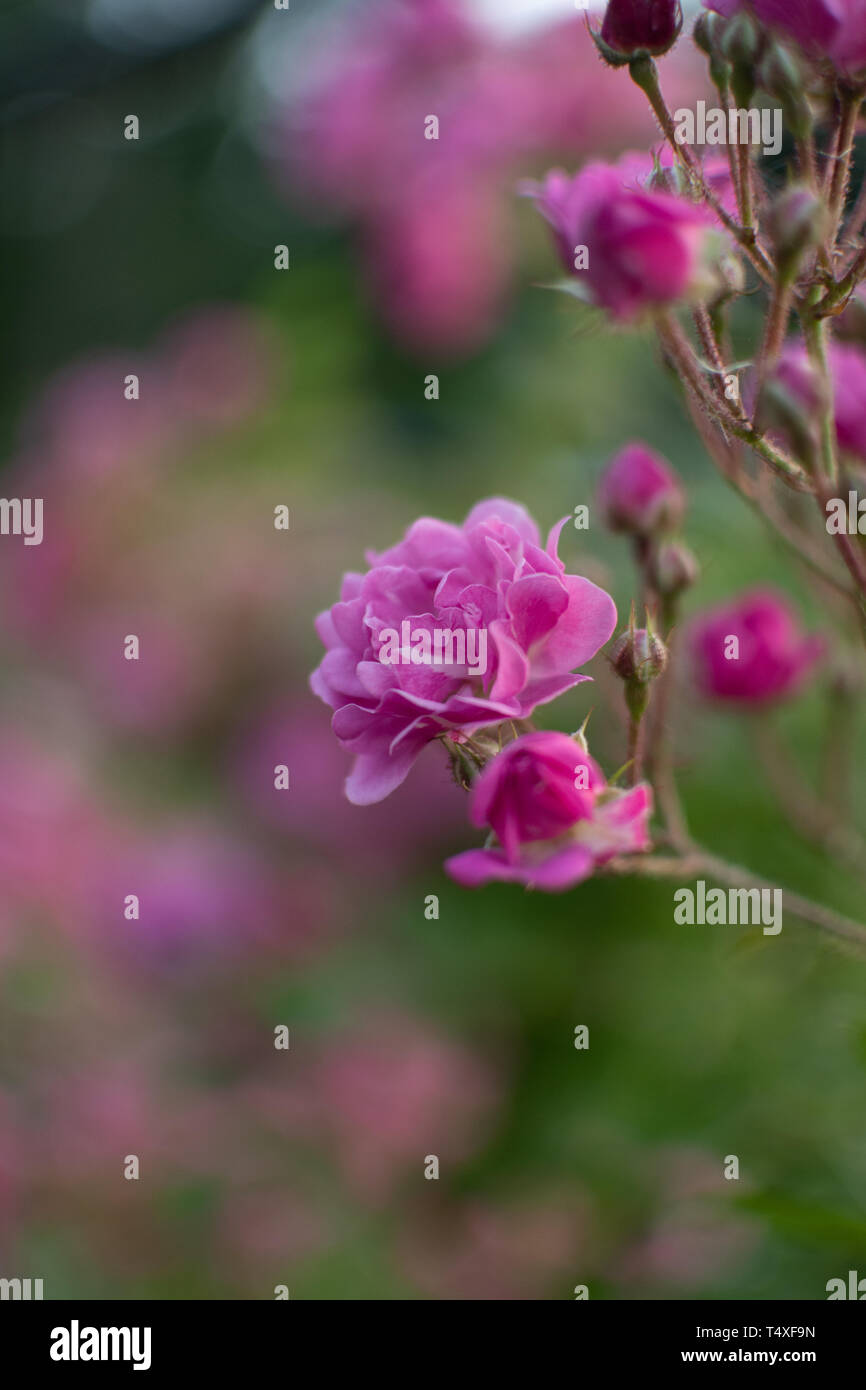 a bright pink rose bush in summer Stock Photo - Alamy