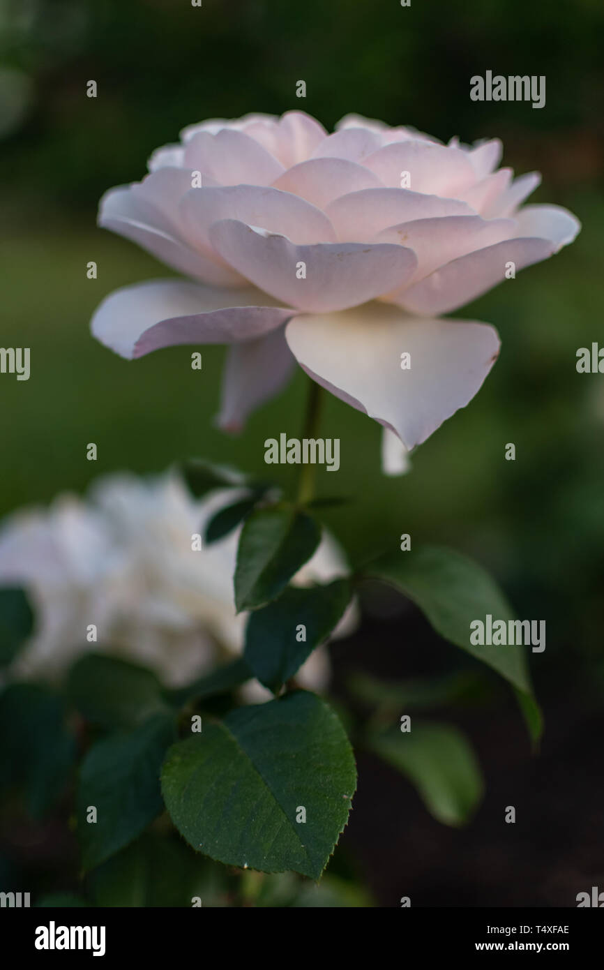 Pale pink single roses hi-res stock photography and images - Alamy