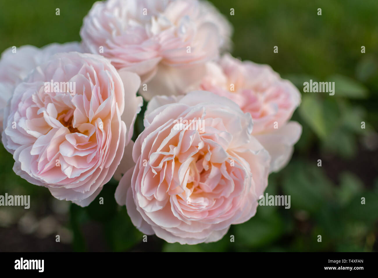 bouquet of pale roses from the rose garden Stock Photo - Alamy
