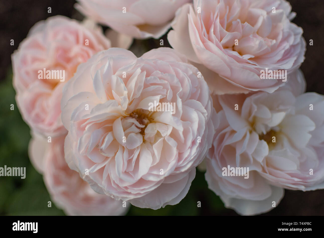 bouquet of pale roses from the rose garden Stock Photo - Alamy