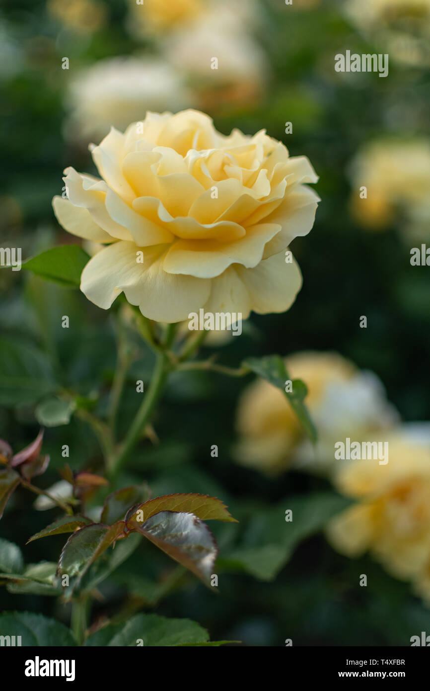 Single roses hi-res stock photography and images - Alamy