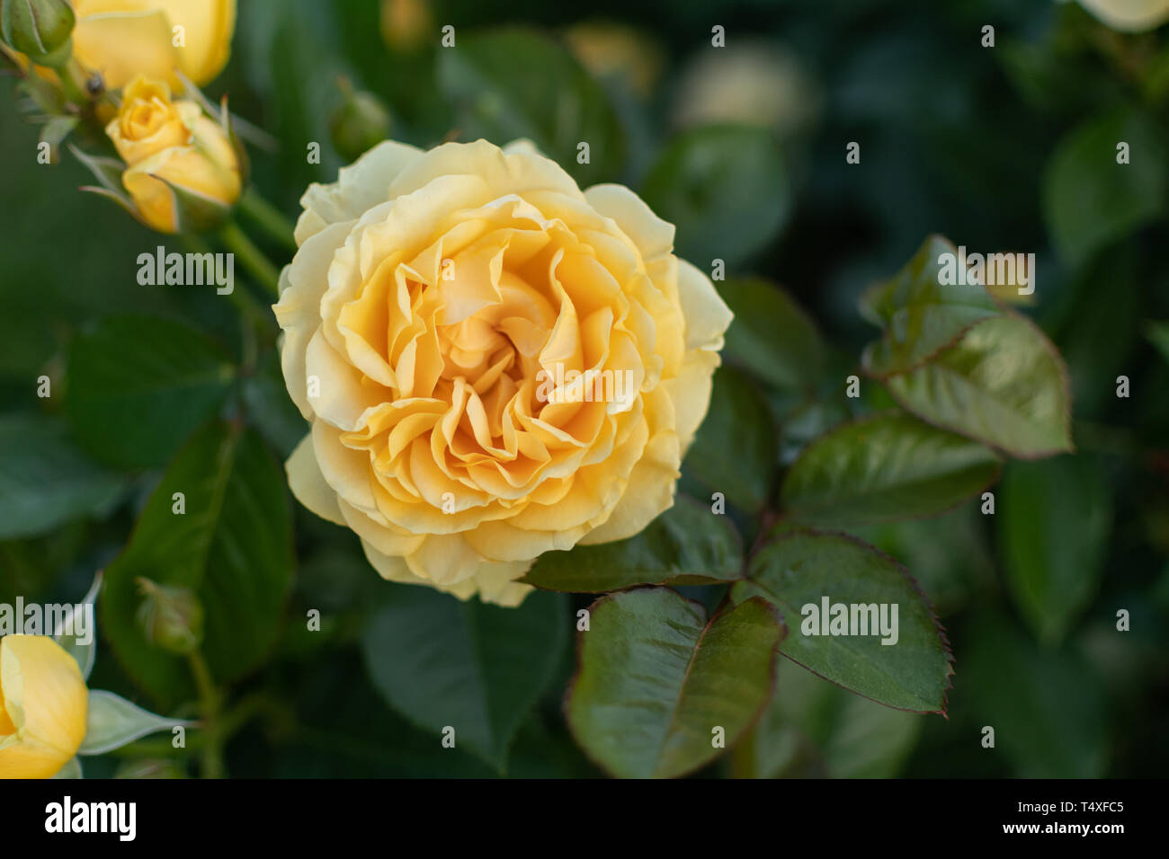 Single roses hi-res stock photography and images - Alamy