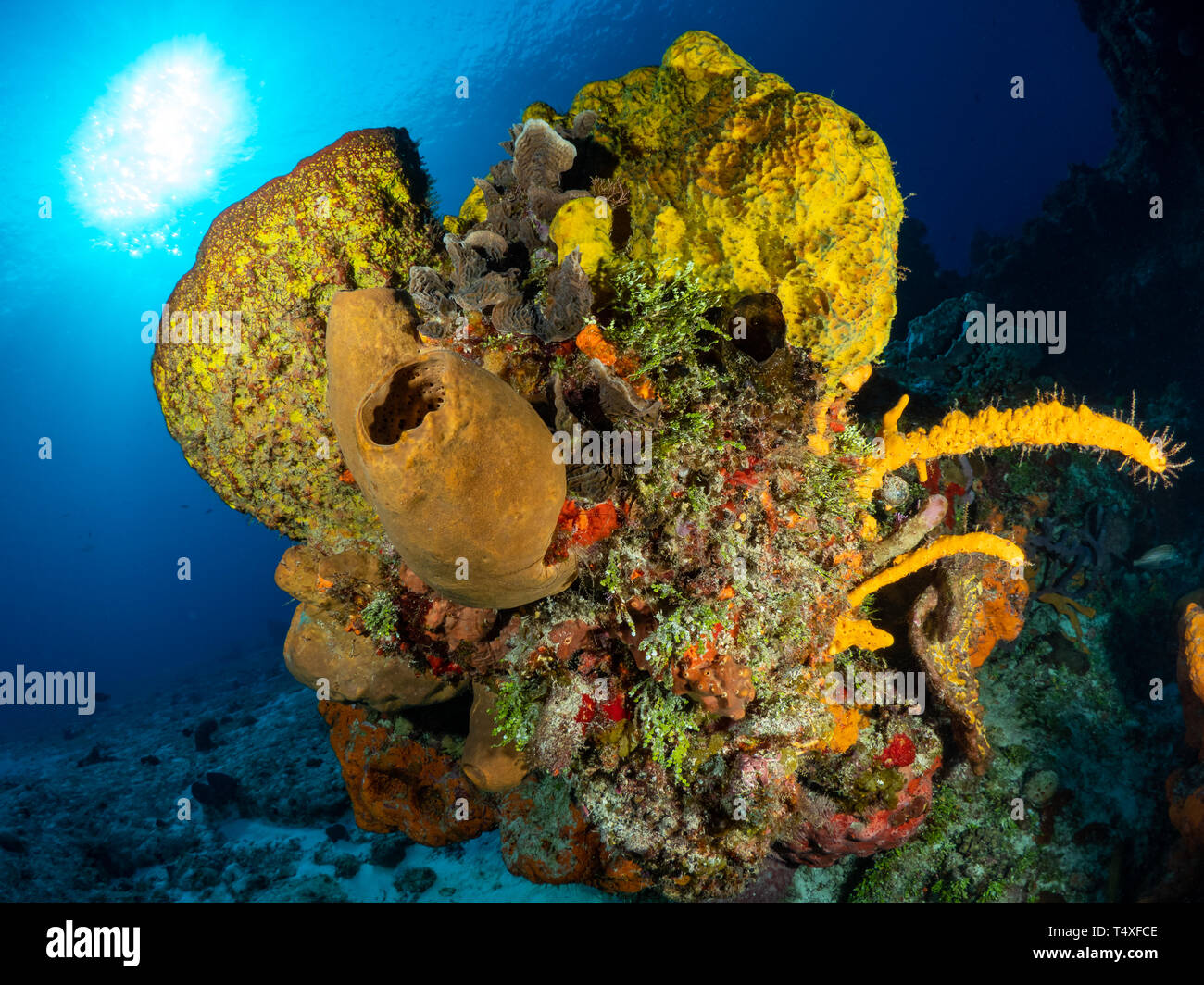 Coral ball hi-res stock photography and images - Alamy