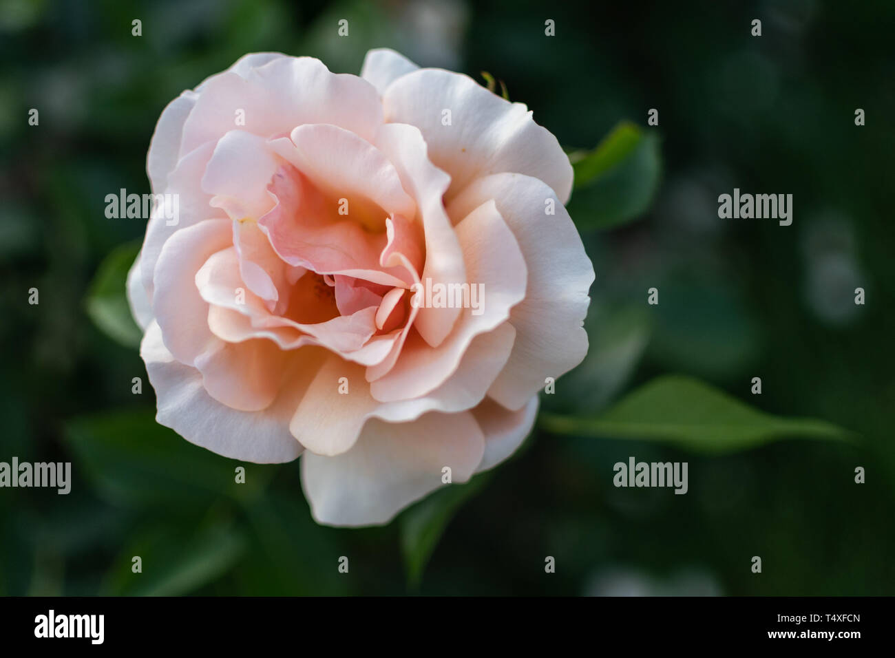 Single pink rose in soft hi-res stock photography and images - Alamy