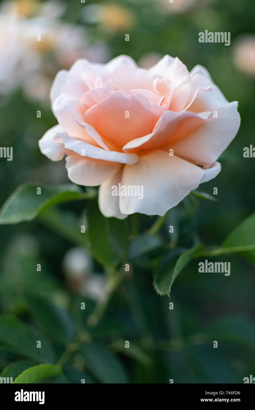 Pale pink single roses hi-res stock photography and images - Alamy