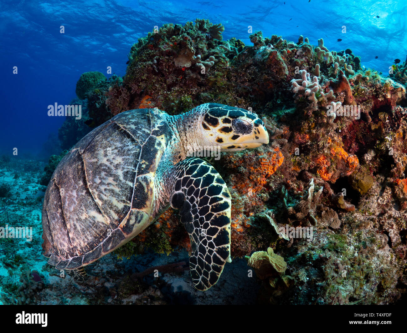 Hawksbill Sea Turtle enjoying the beauty of the Coral Reefs in Cozumel ...