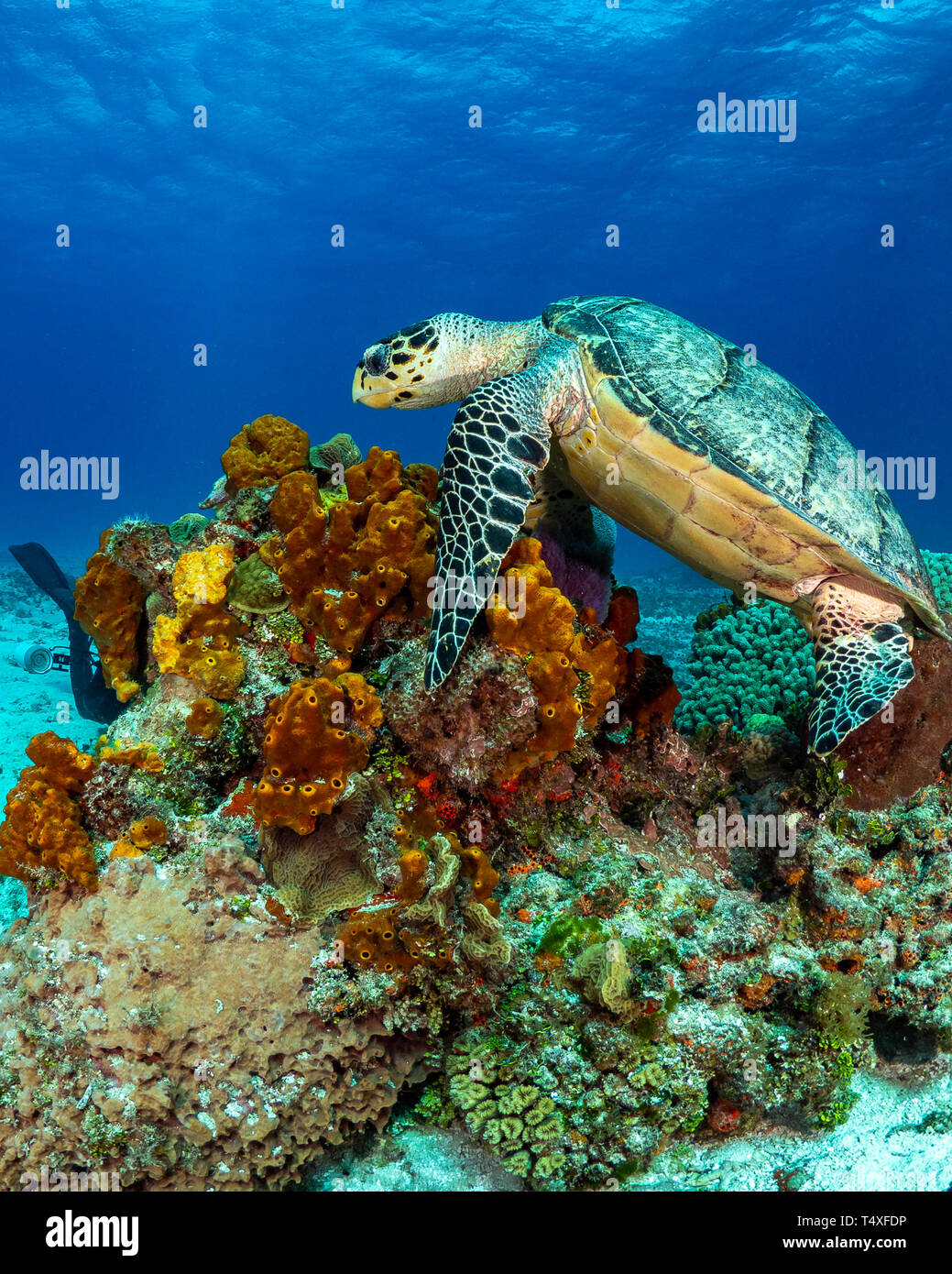 Cozumel coral reef hi-res stock photography and images - Alamy