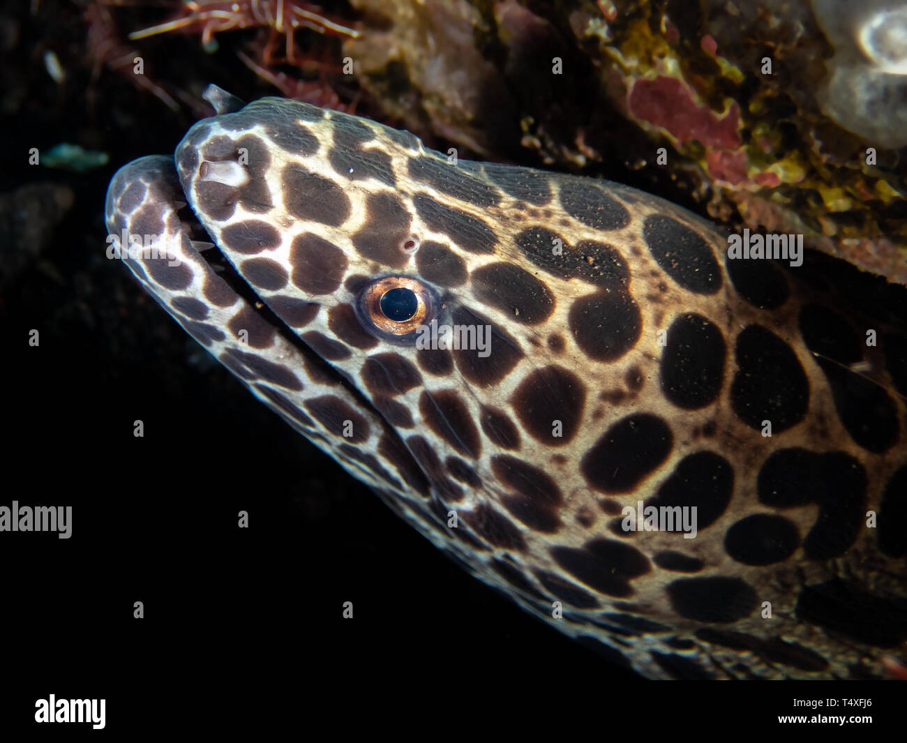 Spotted Moray Eel, Bali Indonesia Stock Photo - Alamy