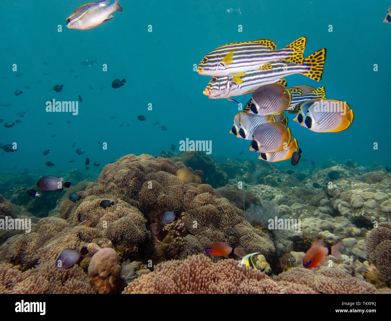 Colorful Butterfly fish over the reef in Tulamben, Bali, Indonesia ...