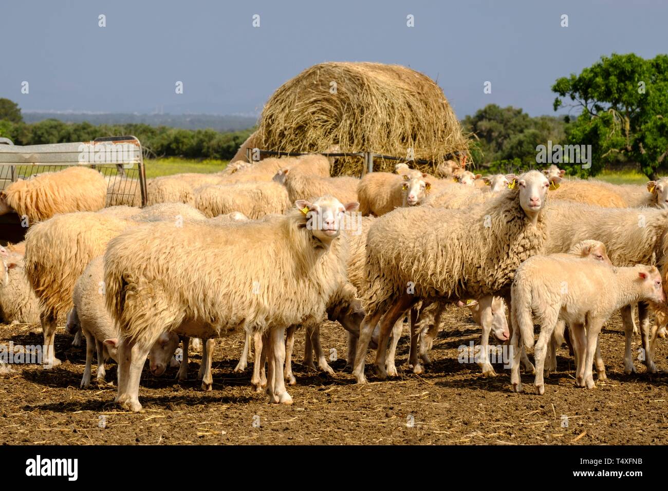 Oveja mallorquina hi-res stock photography and images - Alamy