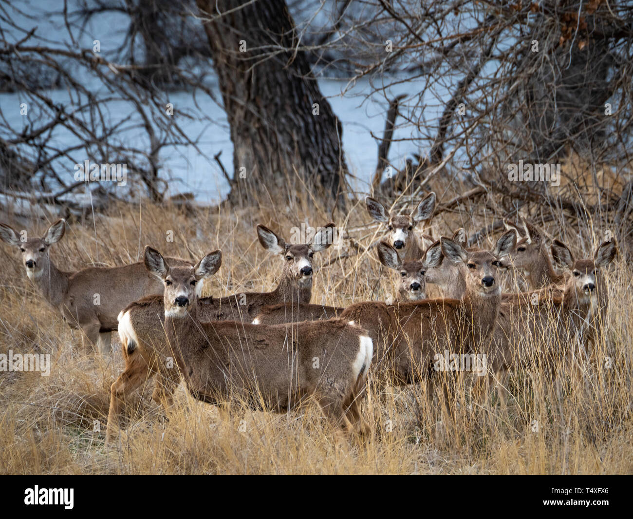 Doe Mule Deer in Prairie Grasses with woods in background Stock Photo ...