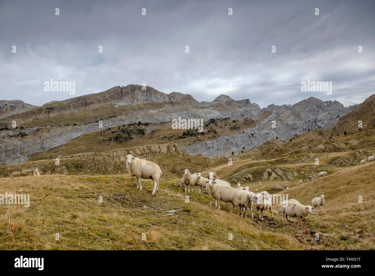 rebaño de ovejas, Linza, Parque natural de los Valles Occidentales ...