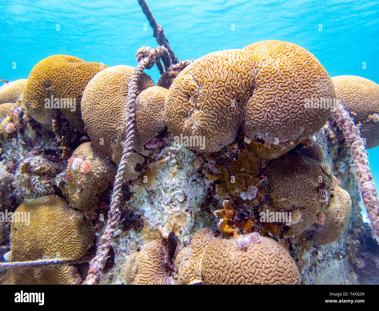 Brain Corals at Something Special, Bonaire Stock Photo - Alamy