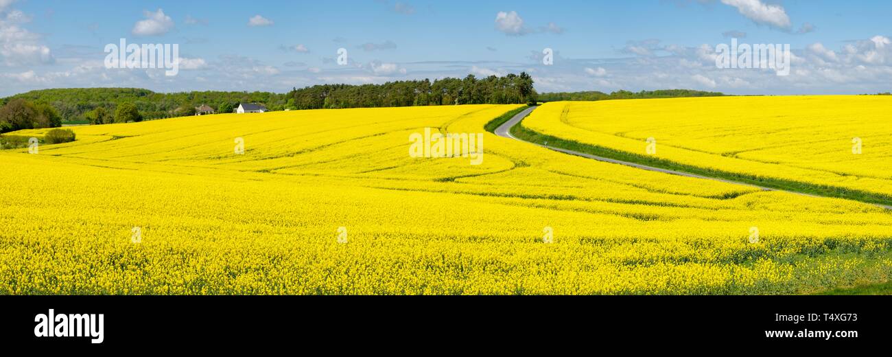 Cultivo de colza hi-res stock photography and images - Alamy