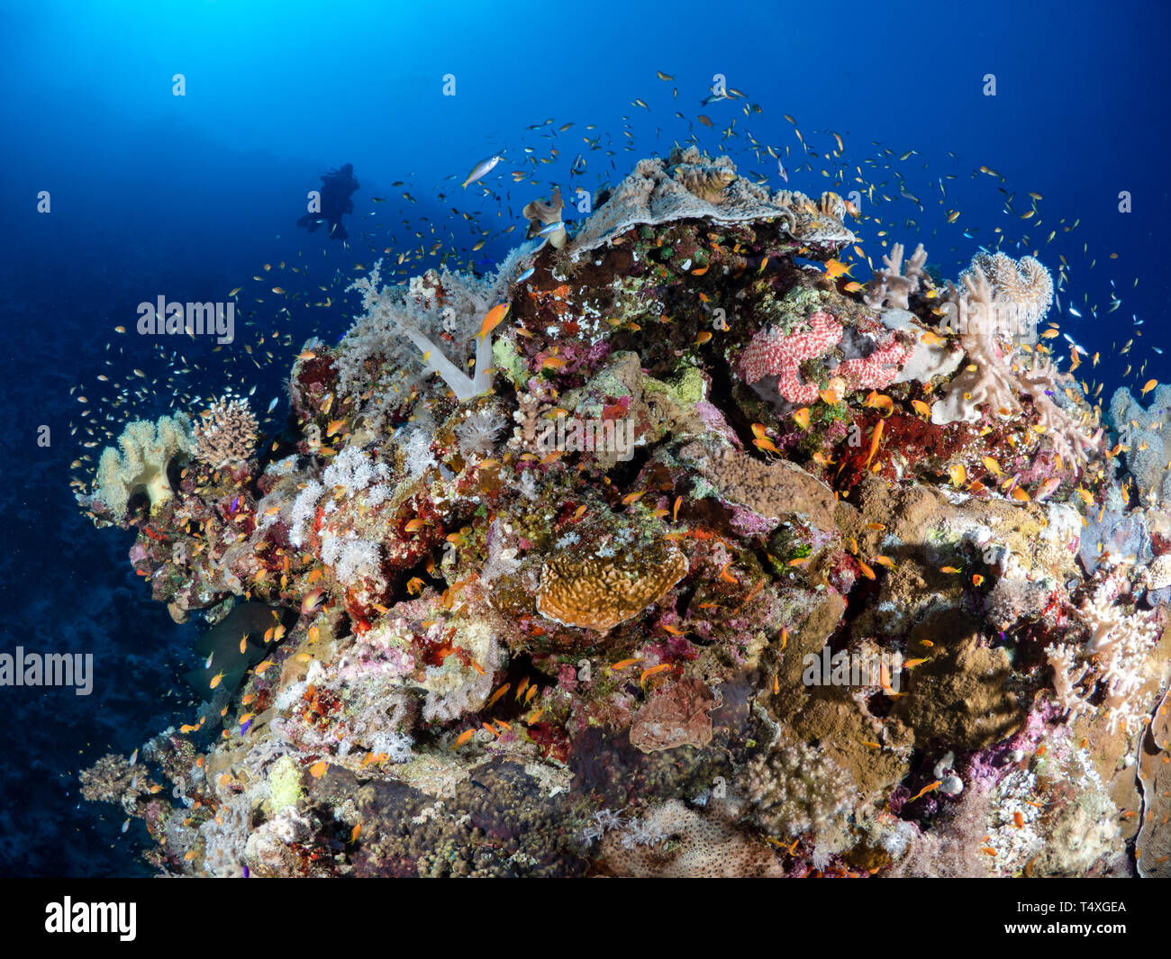 Coral Reef, Red Sea, Egypt Stock Photo - Alamy